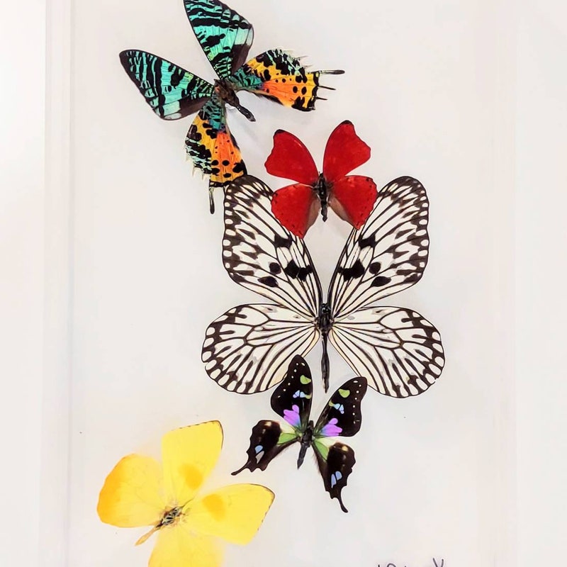 Framed Butterfly - Etsy