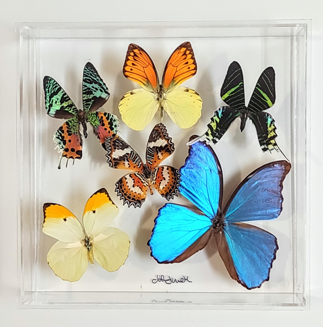 Butterfly Display, Framed Butterflies, Mounted Butterflies, Butterfly ...
