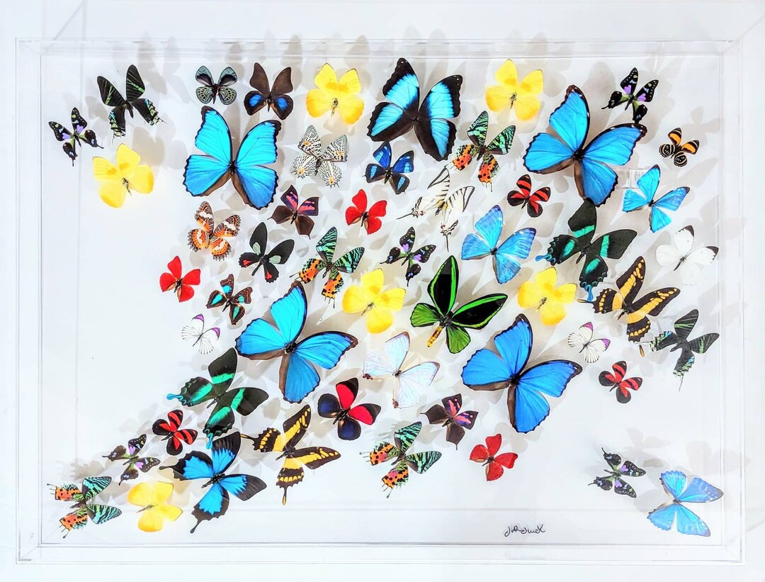 Mounted Butterflies Preserved Butterflies, Butterfly Taxidermy ...