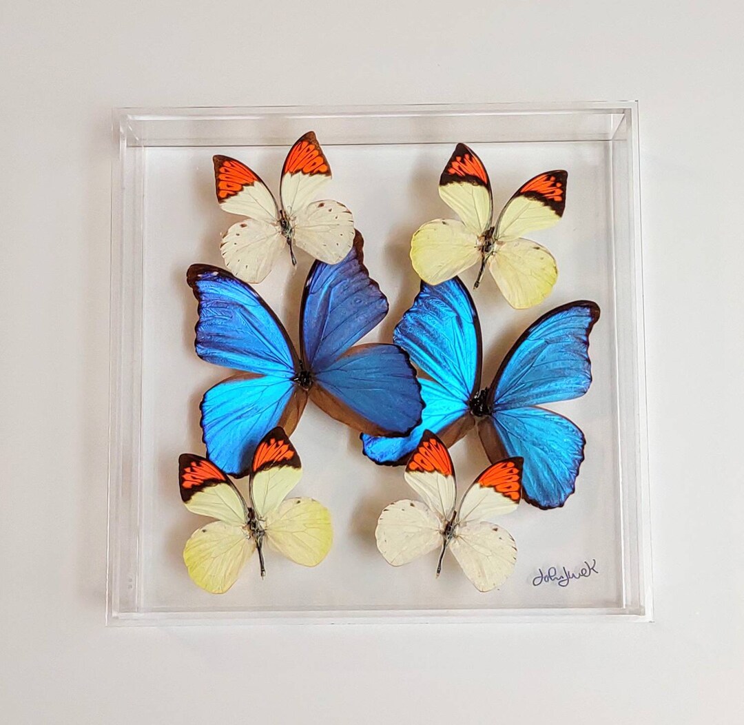 Butterfly Display, Framed Butterflies, Mounted Butterflies, Butterfly ...