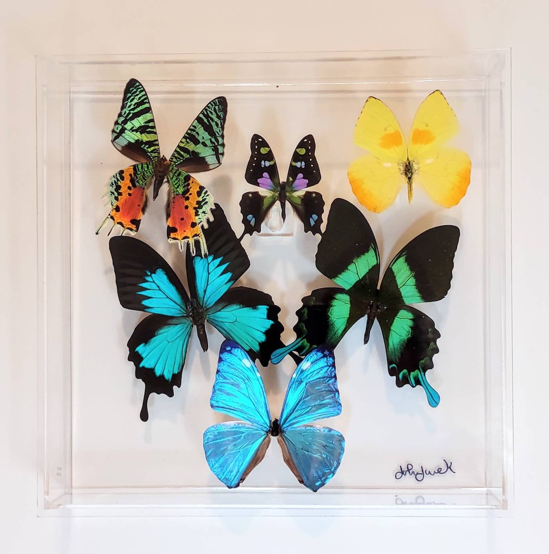 Butterfly Display, Framed Butterflies, Mounted Butterflies, Butterfly ...