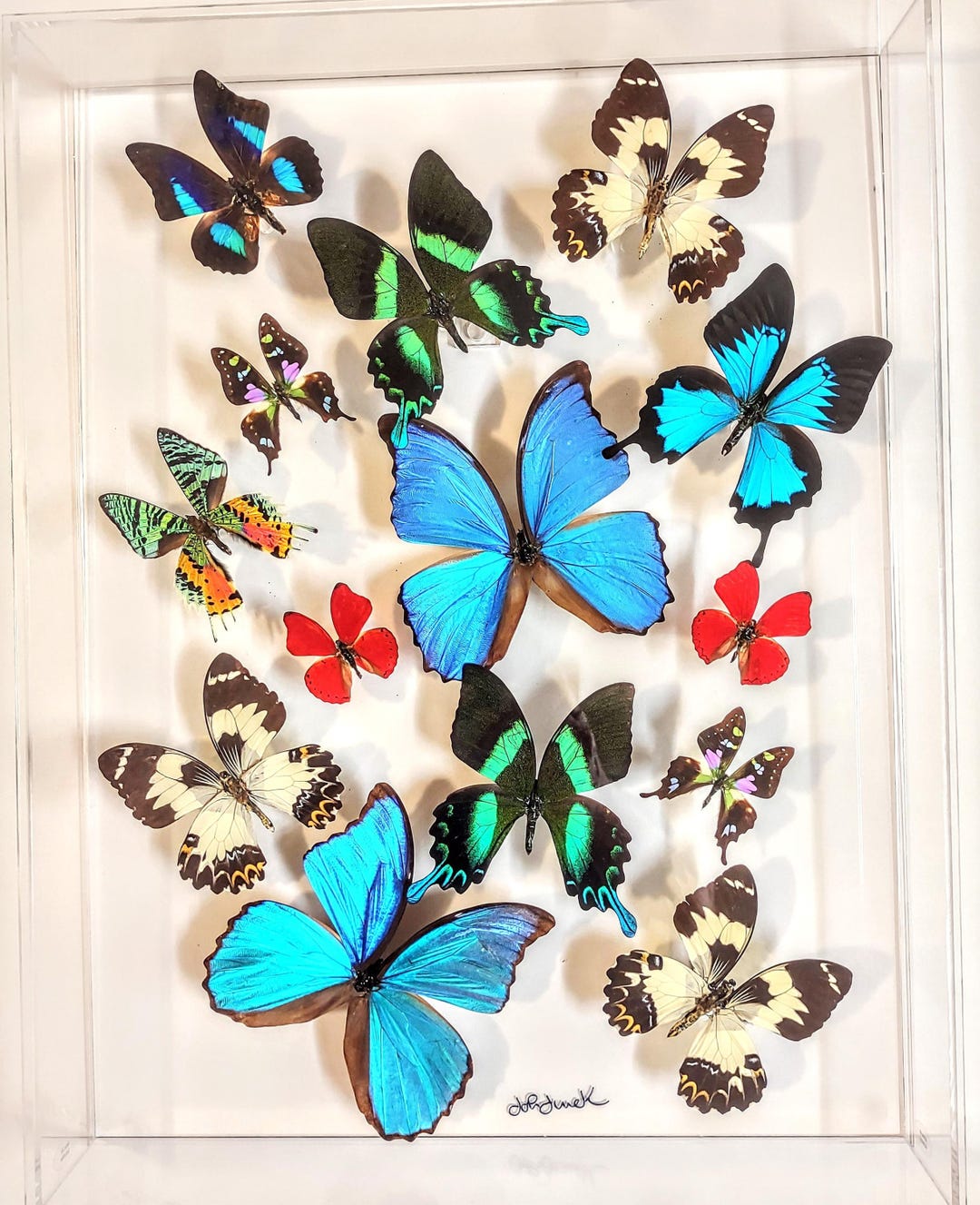 Butterfly Display, Framed Butterflies, Mounted Butterflies, Butterfly ...