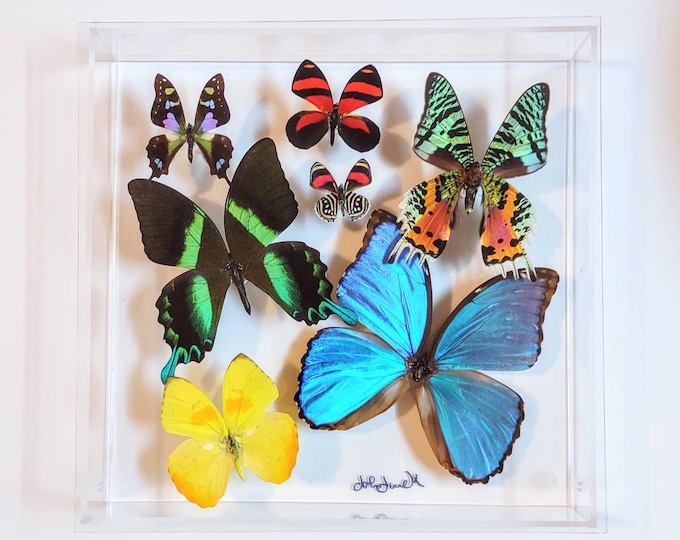 Butterfly Display Framed Butterflies Mounted Butterflies - Etsy