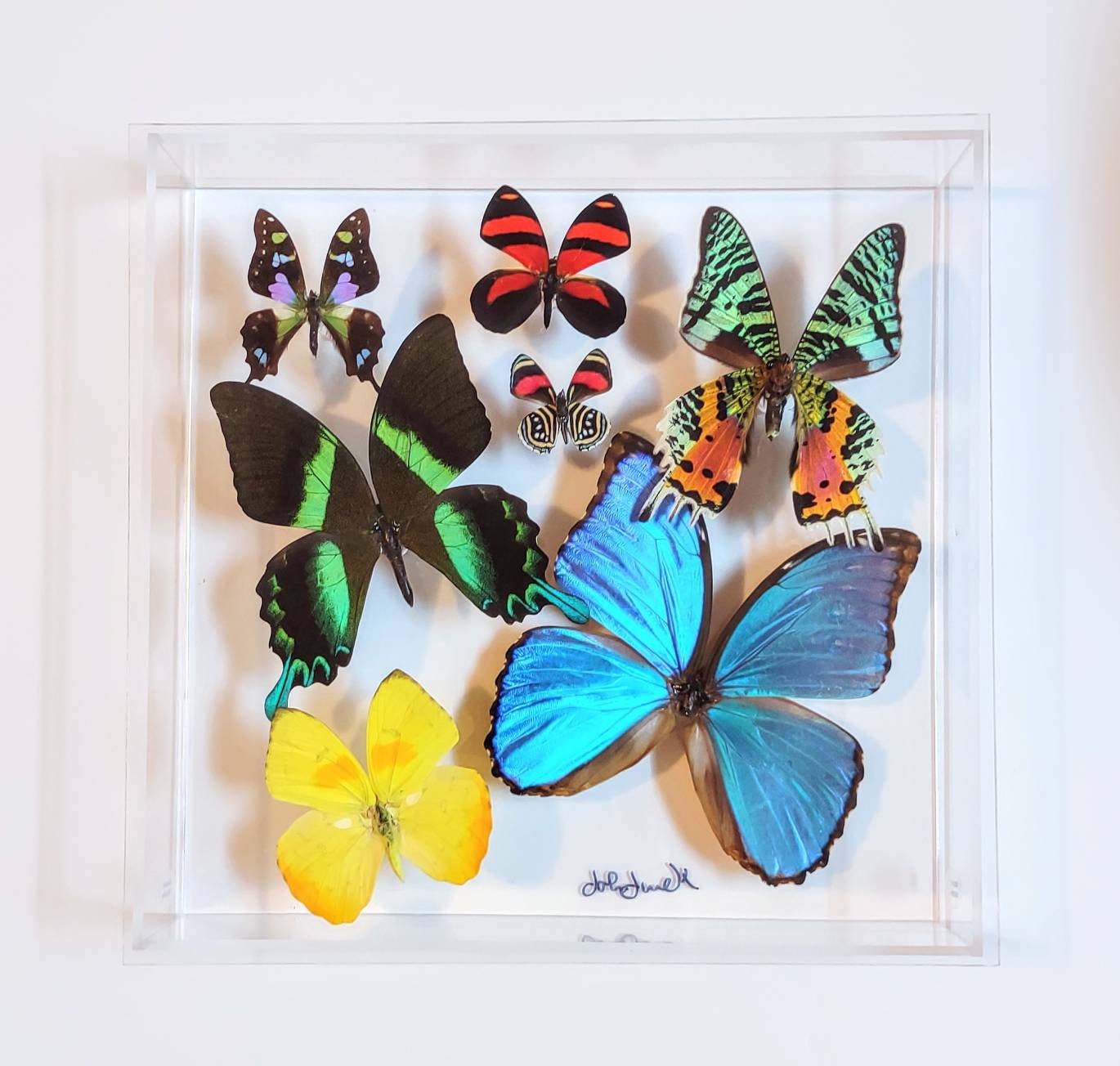 Butterfly Display Framed Butterflies Mounted Butterflies | Etsy