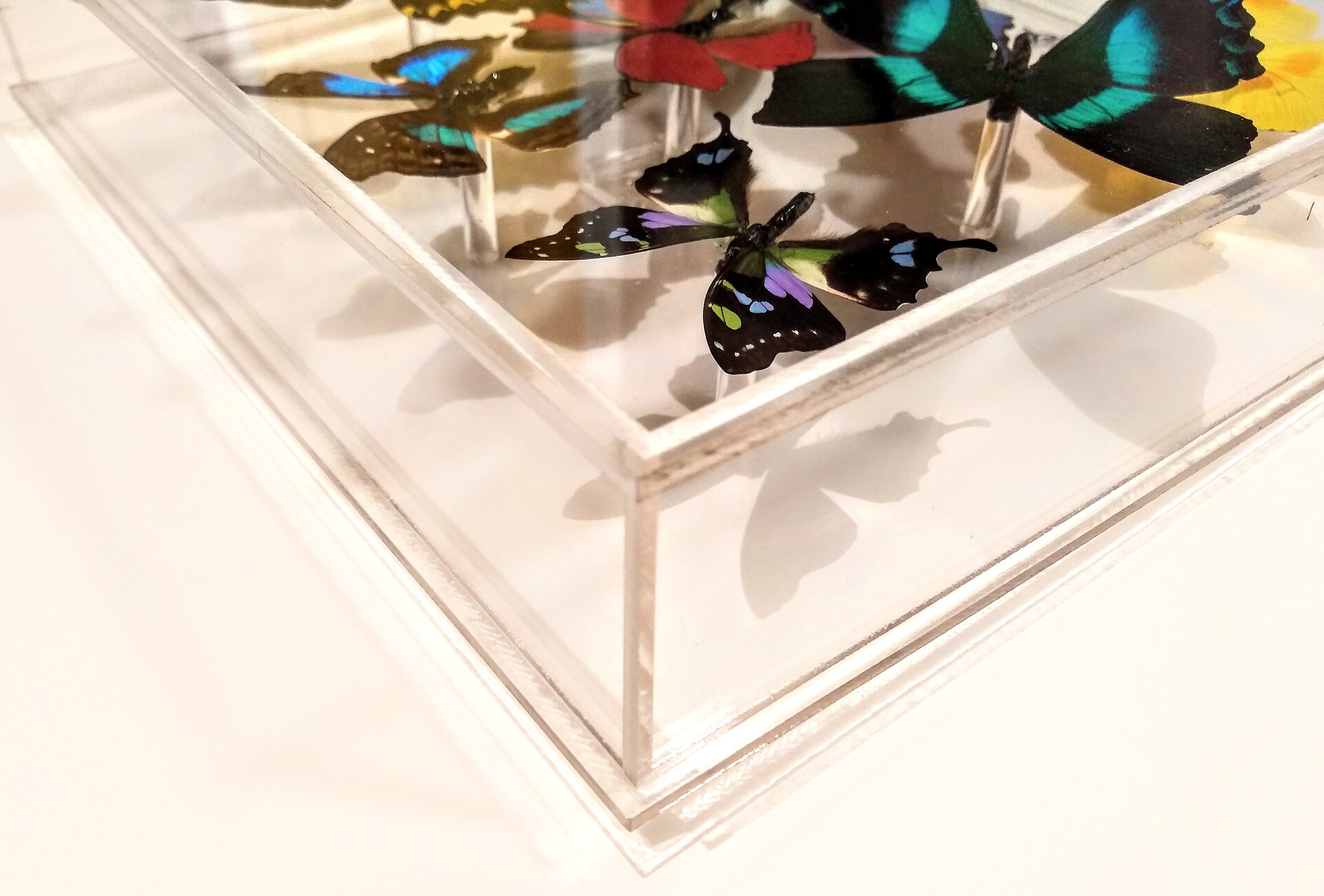 NEW Butterfly Displays Real Butterfly Artwork Mounted | Etsy