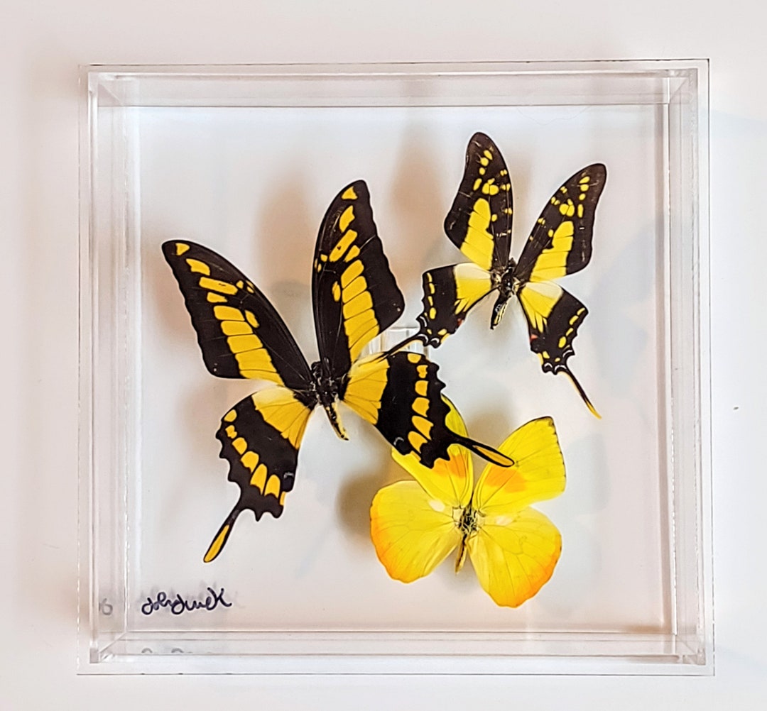 Butterfly Display, Framed Butterflies, Mounted Butterflies, Butterfly ...