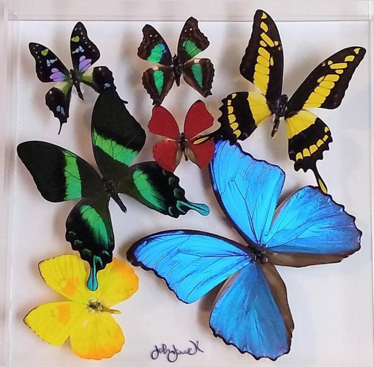 Butterfly Display Framed Butterflies Mounted Butterflies - Etsy