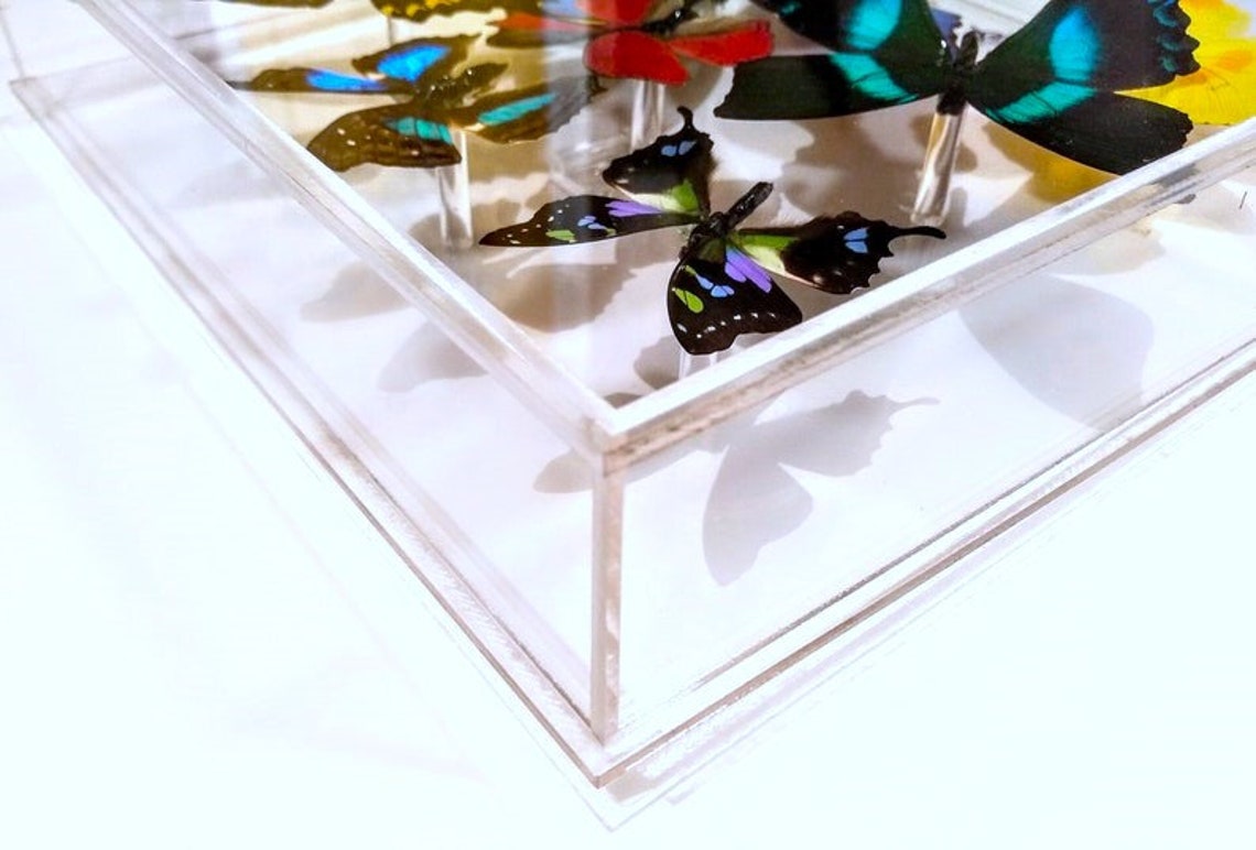 Butterfly Display, Framed Butterflies, Mounted Butterflies, Butterfly ...