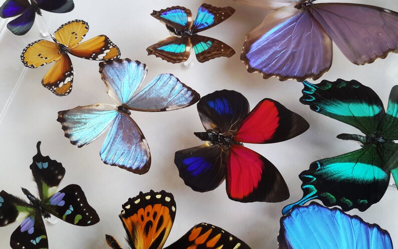 Butterfly Display Framed Butterflies Mounted Butterflies - Etsy