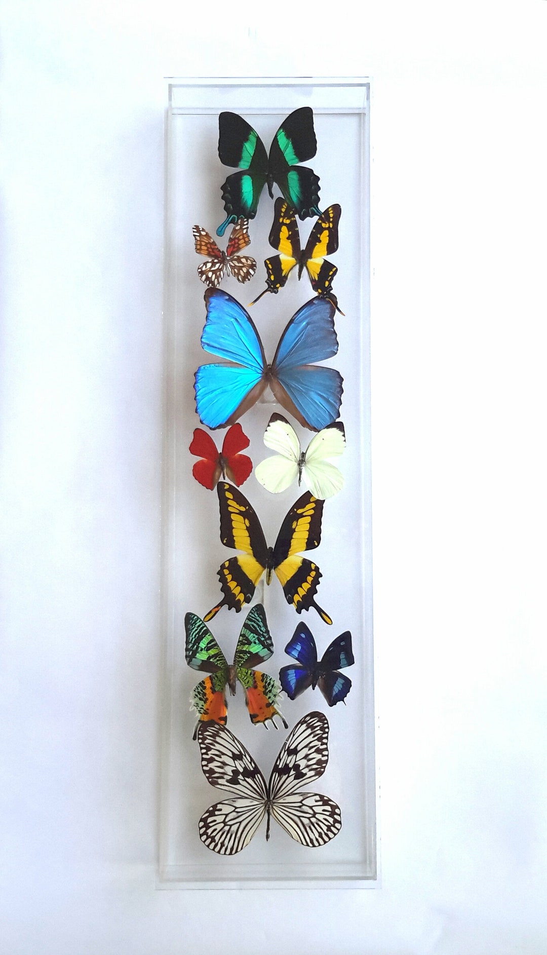 Butterfly Display, Framed Butterflies, Mounted Butterflies, Butterfly ...