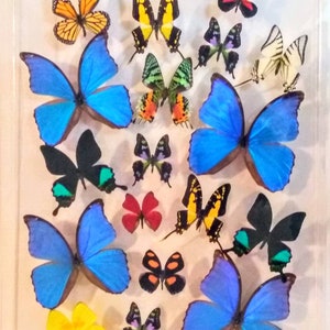 NEW! Framed Butterflies, Mounted Butterflies, Butterfly Displays ...