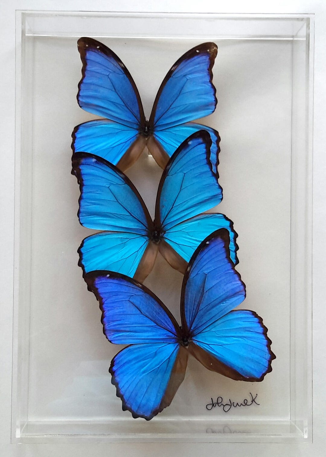 Butterfly Display, Framed Butterflies, Mounted Butterflies, Butterfly ...