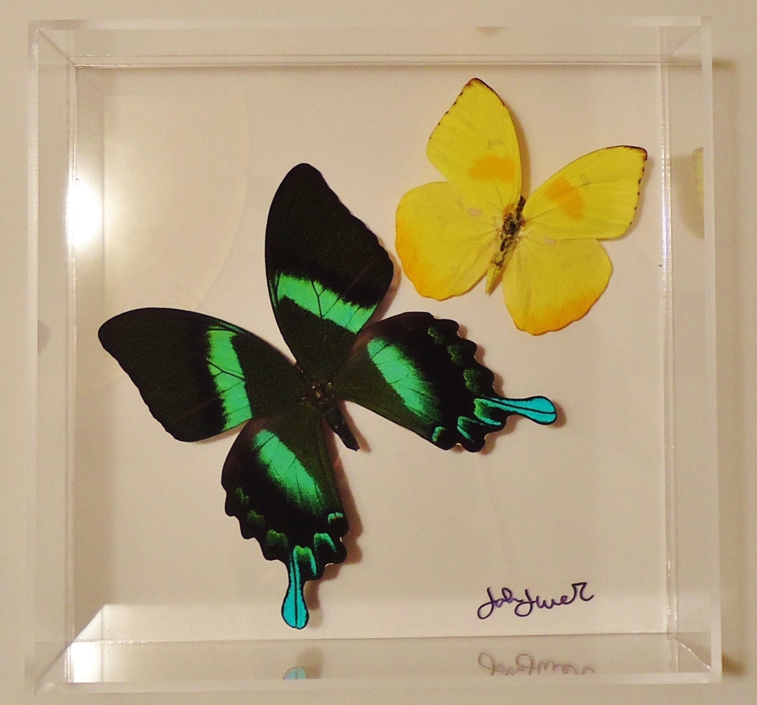 butterfly display framed butterflies mounted butterflies | Etsy