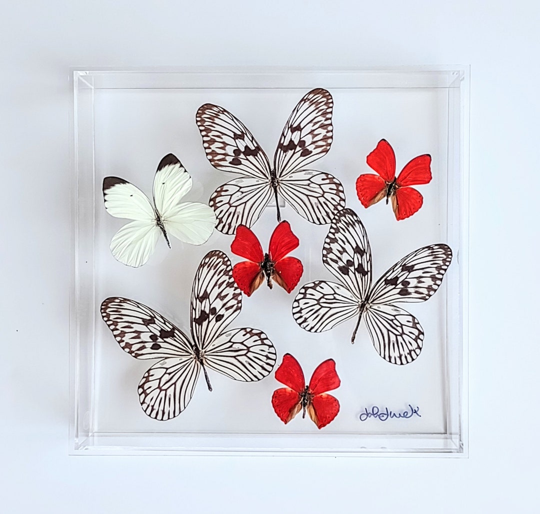 10x10 NEW!, Real Butterfly Display, Real Butterflies Mounted in an ...