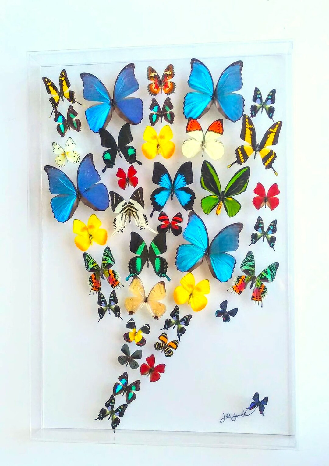 20x30 Mounted Butterflies, Real Butterfly, Butterfly Display, Framed ...