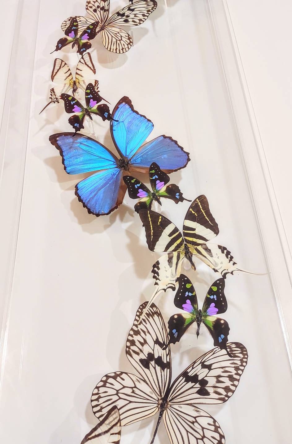 Framed Butterfly Mounted Butterflies Butterflies Butterfly - Etsy