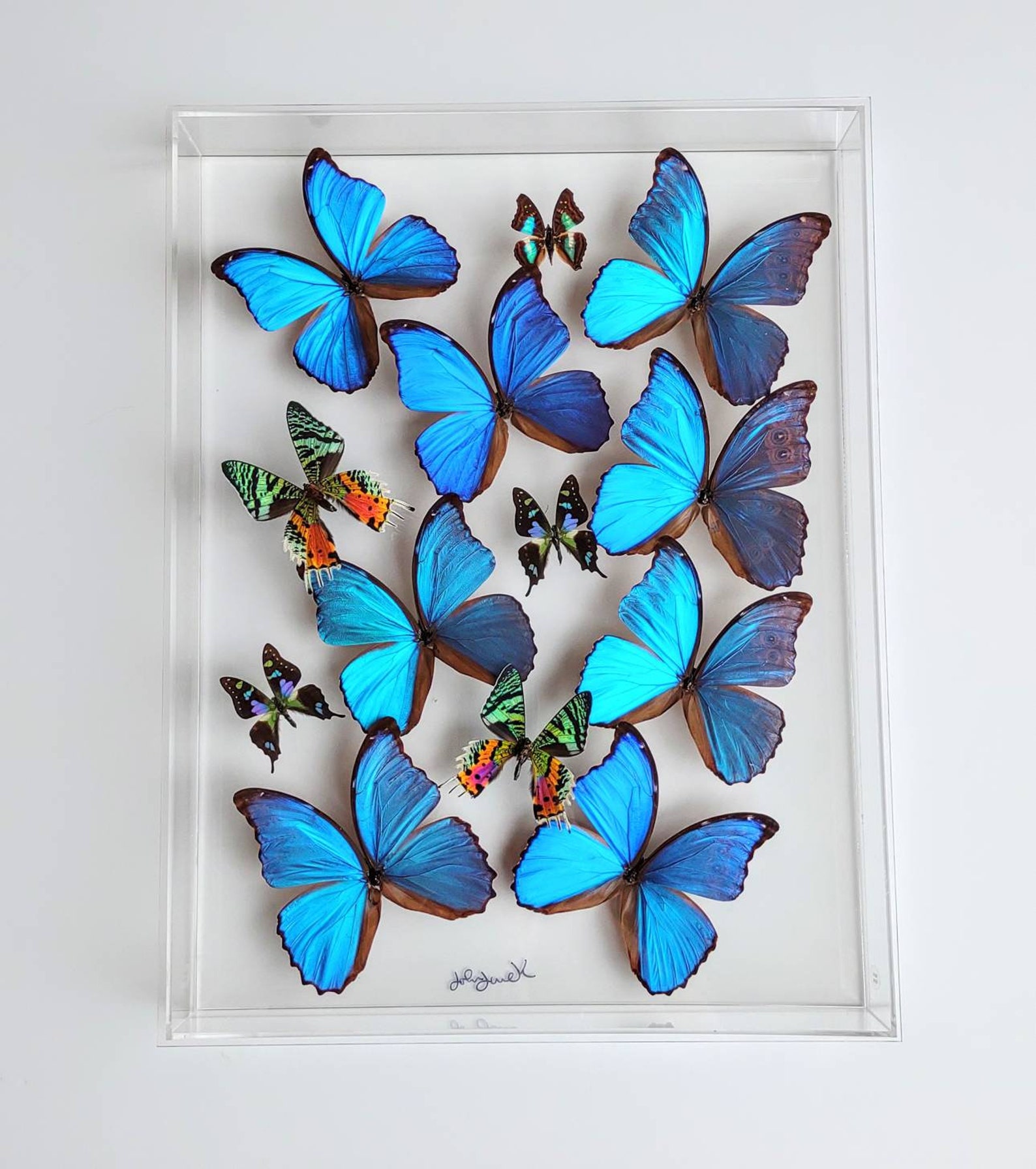 Butterfly Display Framed Butterflies Mounted Butterflies | Etsy