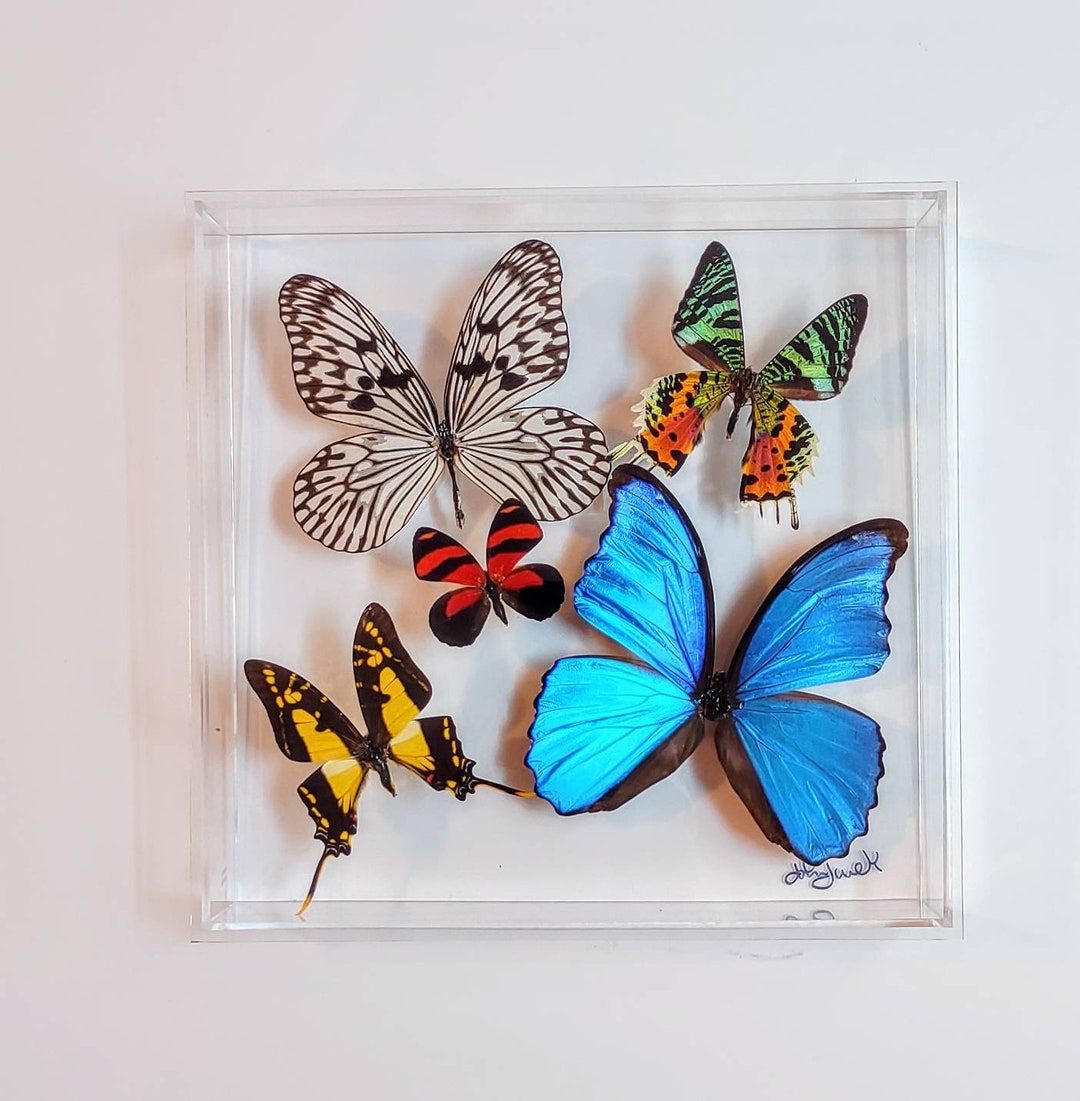 Butterfly Display, Framed Butterflies, Mounted Butterflies, Butterfly ...
