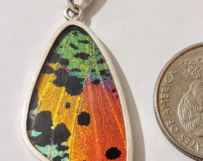 Butterfly Wing Pendant, Real Butterfly, Butterfly Wing Pendant ...