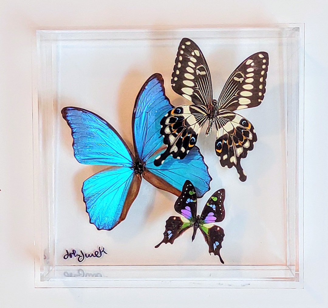 Butterfly Display, Framed Butterflies, Mounted Butterflies, Butterfly ...