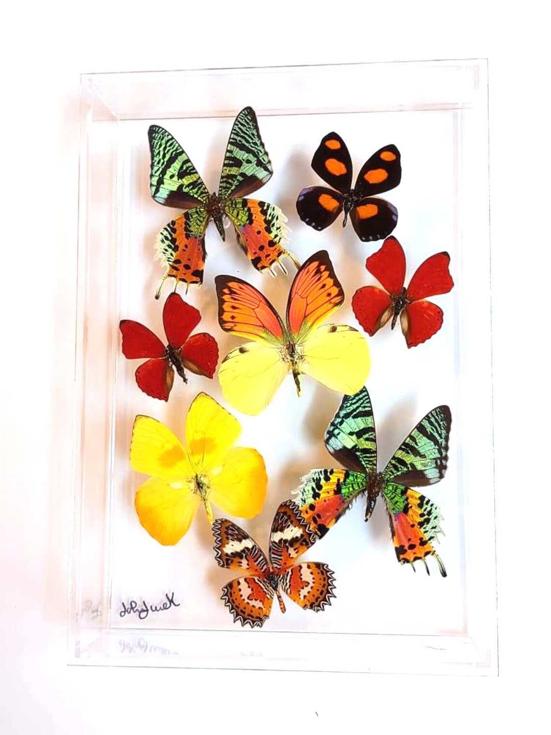 Butterfly Display, Framed Butterflies, Mounted Butterflies, Butterfly ...