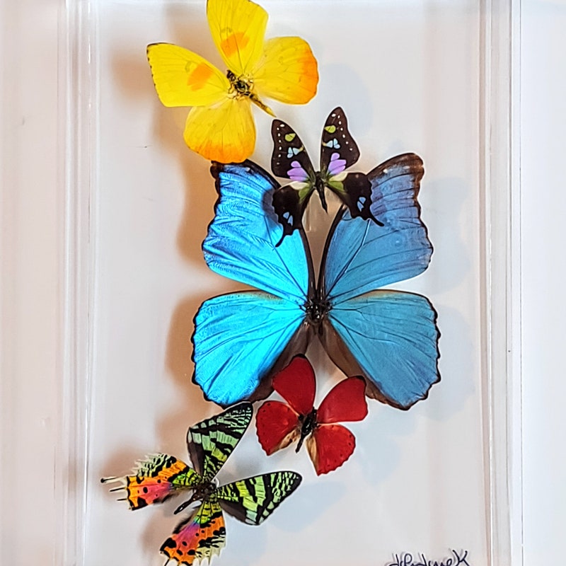 Butterfly Taxidermy - Etsy