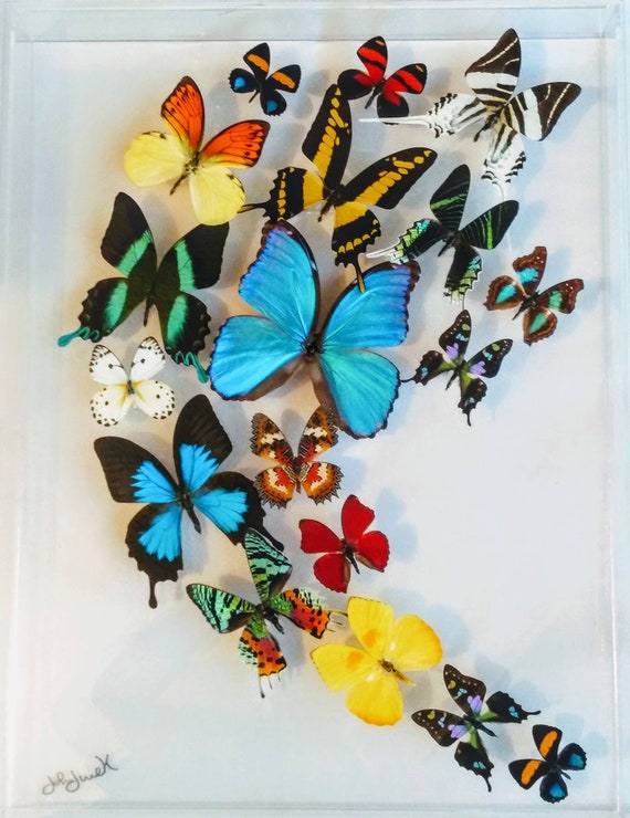 Real Butterfly Displays Framed Real Tiger & Orange Butterfly Display