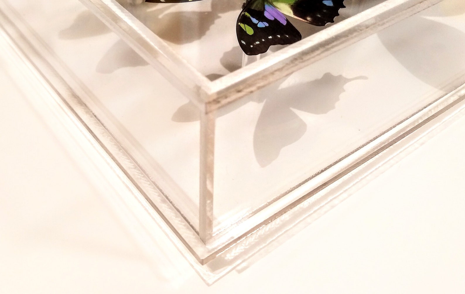 NEW 8x12" Butterfly Display, Framed Butterflies, Mounted Butterflies ...