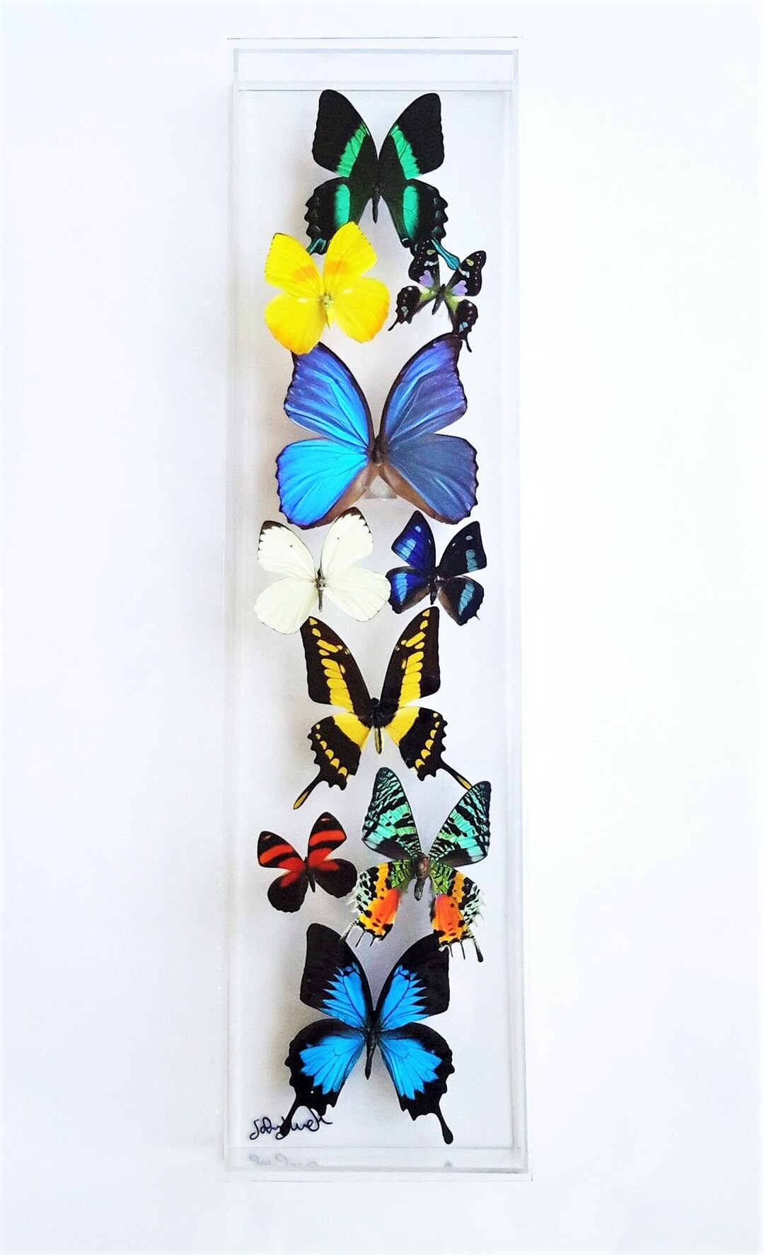 Butterfly Display, Framed Butterflies, Mounted Butterflies, Butterfly ...