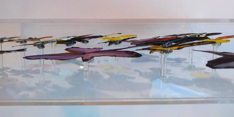 10x10 NEW!, Real Butterfly Display, Real Butterflies Mounted in an ...