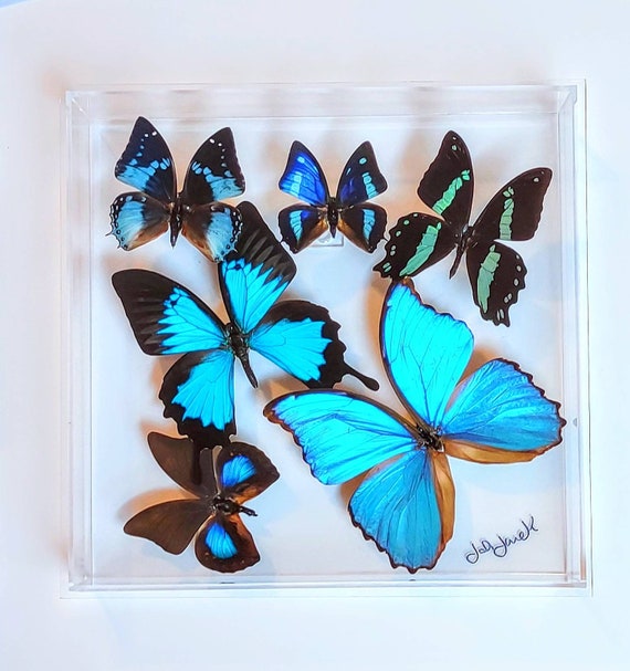 Butterfly Display Framed Butterflies Mounted Butterflies | Etsy