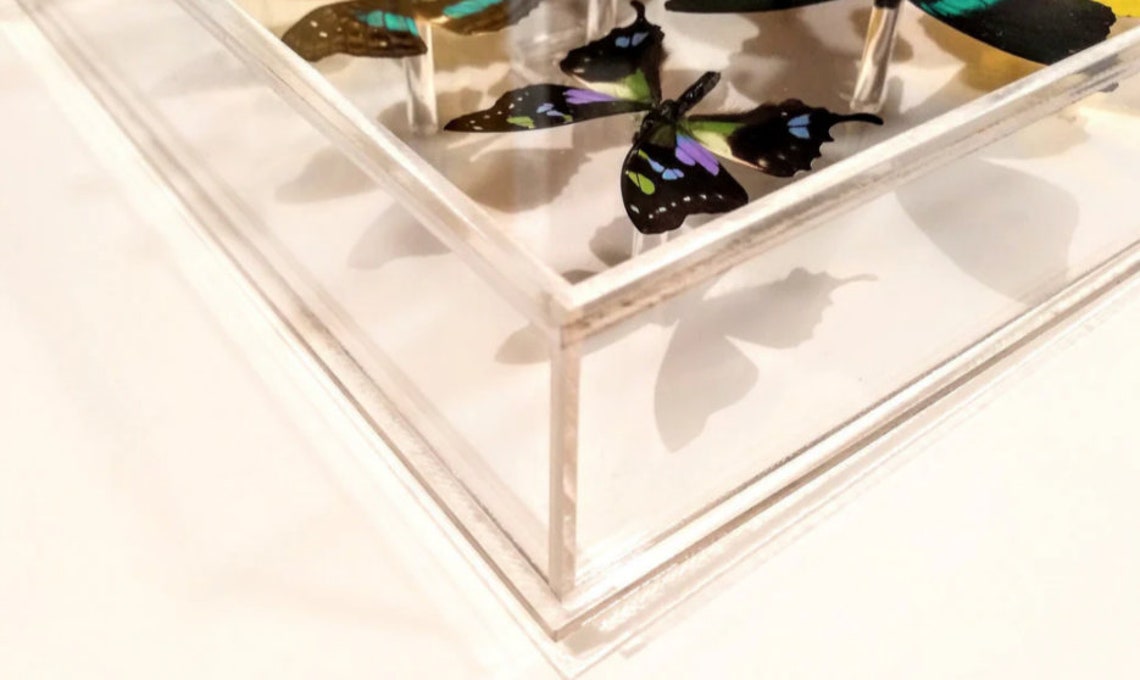 Butterfly Display, Framed Butterflies, Mounted Butterflies, Butterfly ...