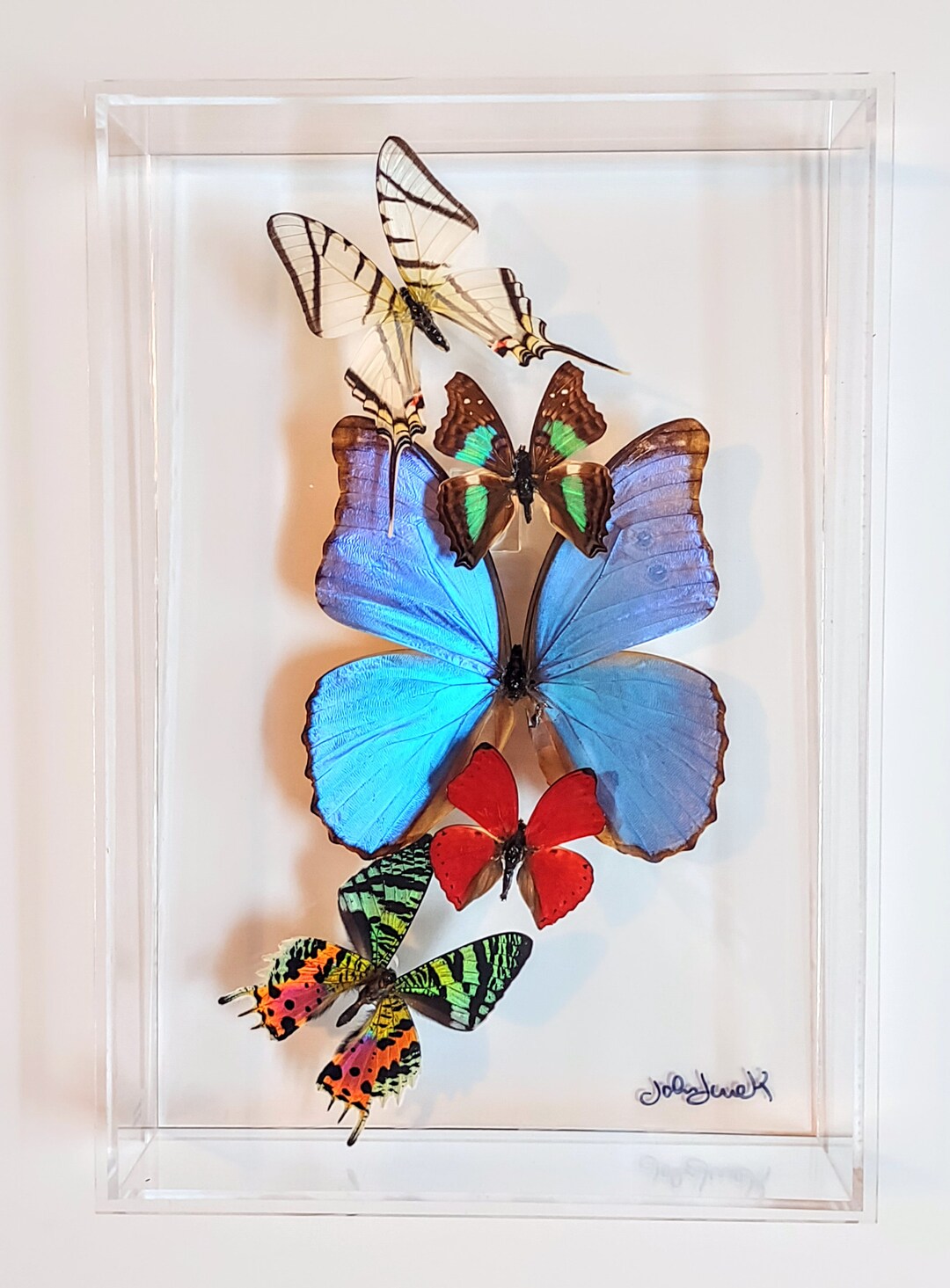 8x12" Butterfly Display, Framed Butterflies, Mounted Butterflies,real ...
