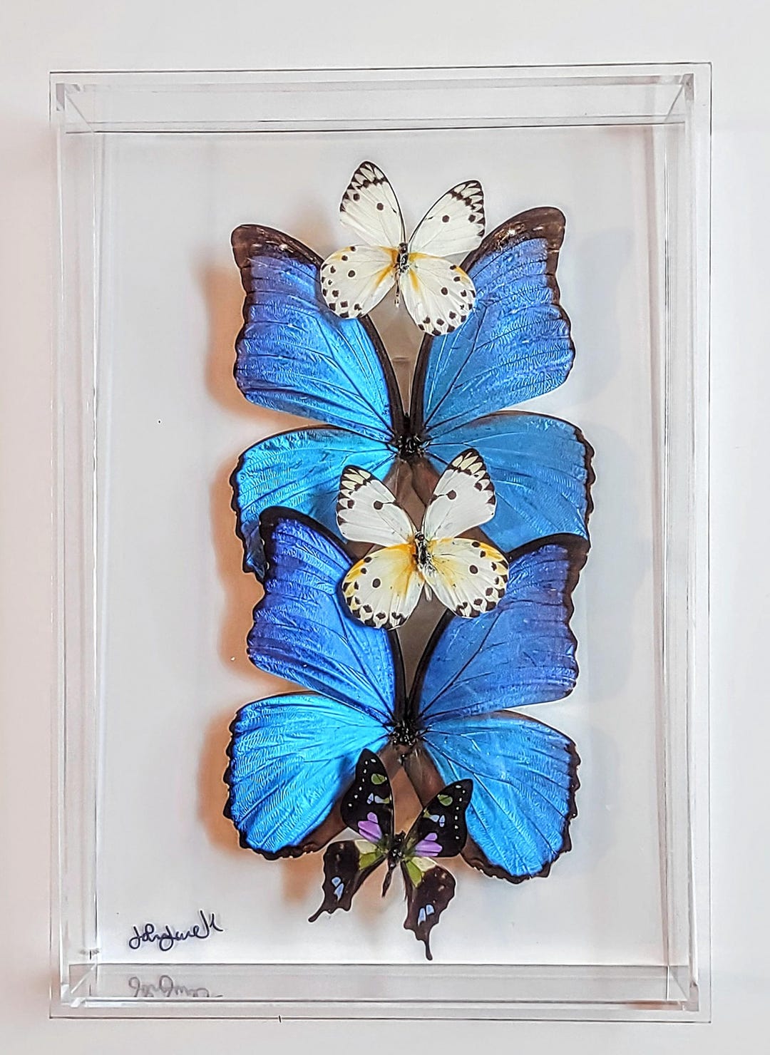 NEW 8x12" Butterfly Display, Framed Butterflies, Mounted Butterflies ...