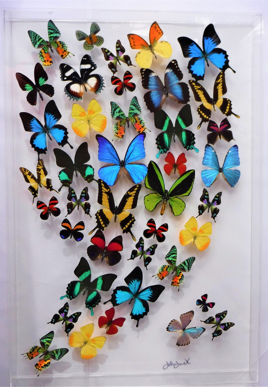 Butterfly Display, Framed Butterflies, Mounted Butterflies, Preserved ...