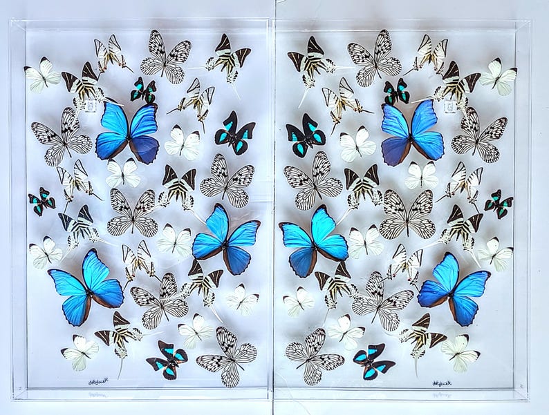 40"x30" Double Panel Display, Butterfly Display, Framed Butterflies ...