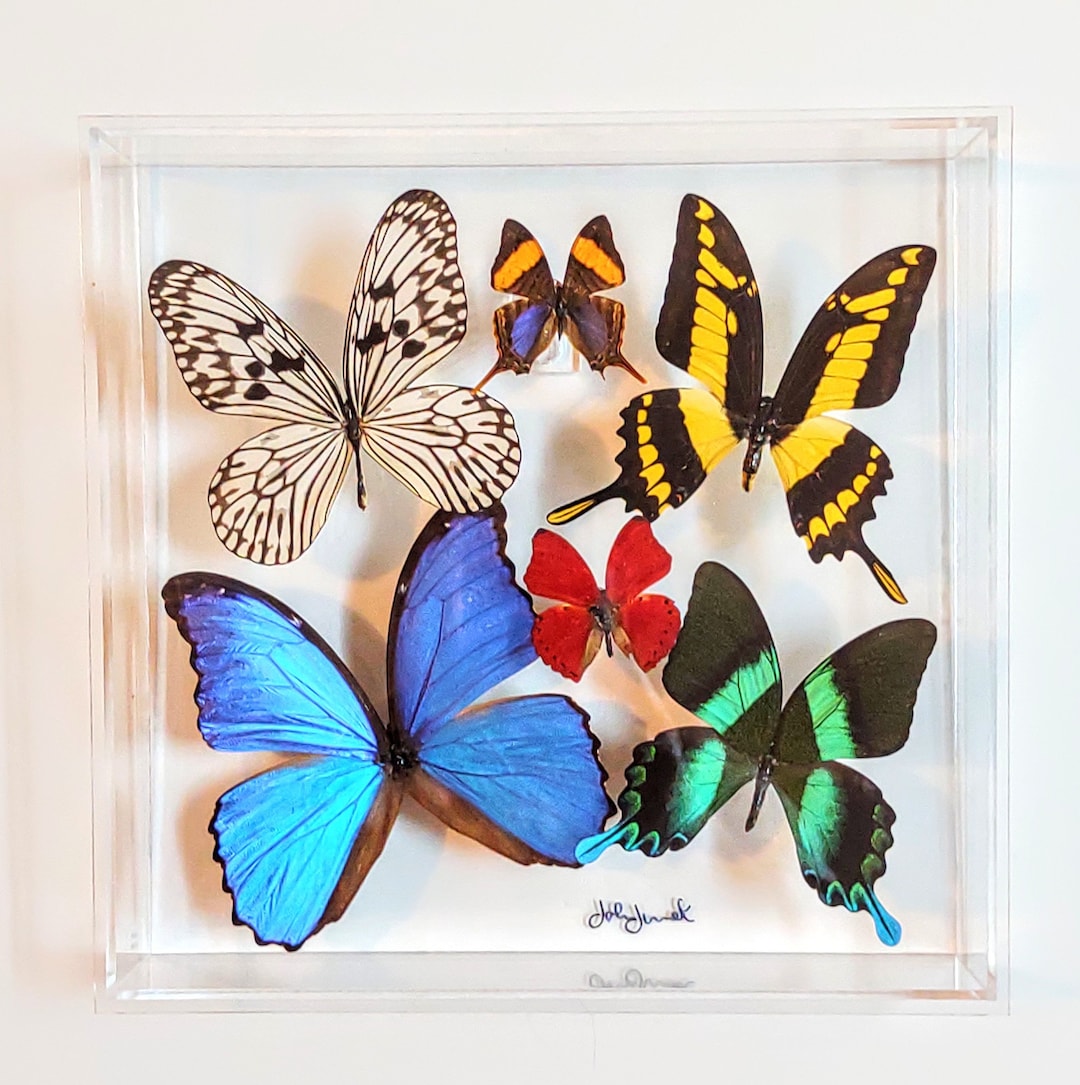 10x10 NEW!, Real Butterfly Display, Real Butterflies Mounted in an ...