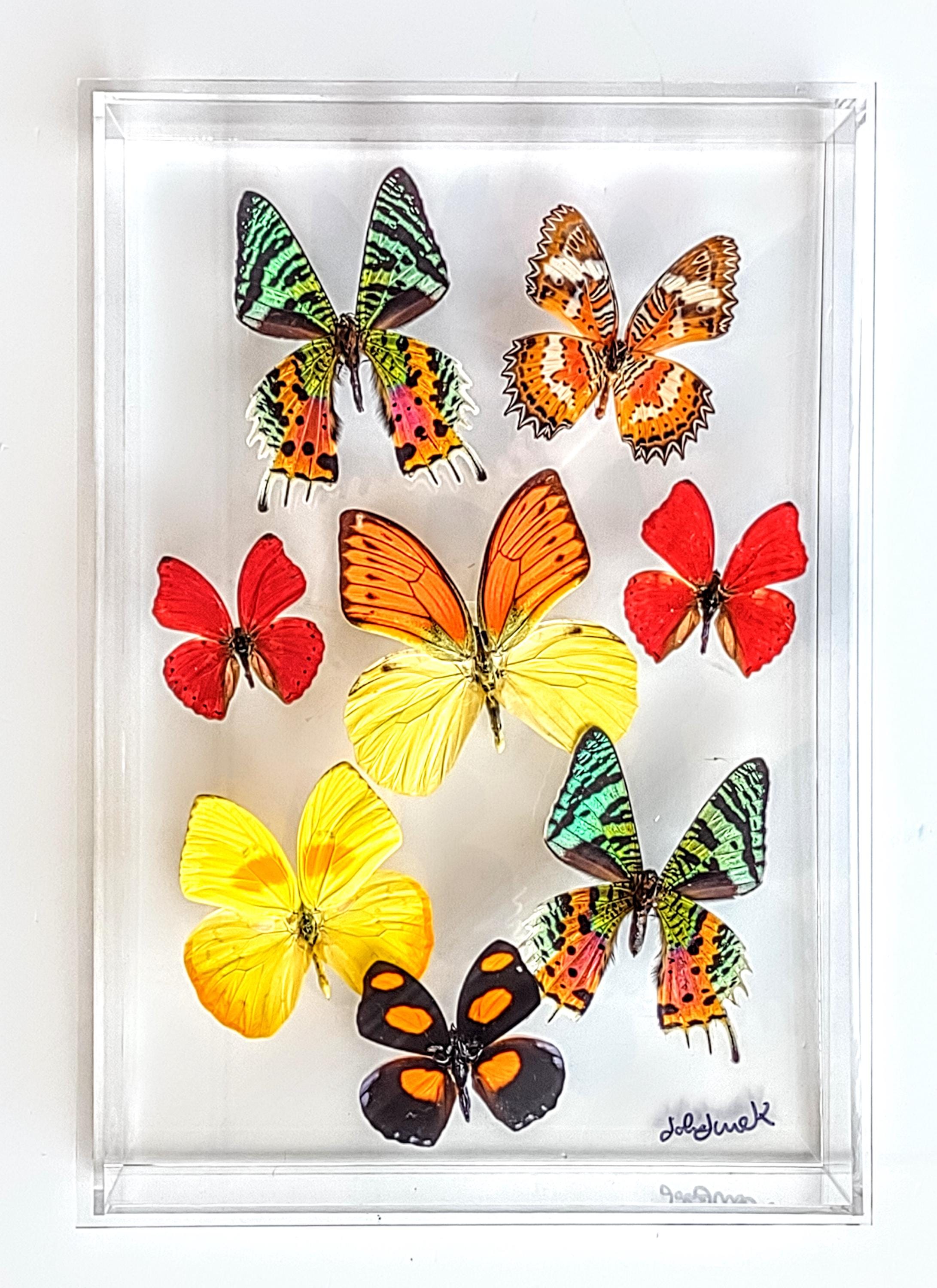 Butterfly Display, Framed Butterflies, Mounted Butterflies, Butterfly ...