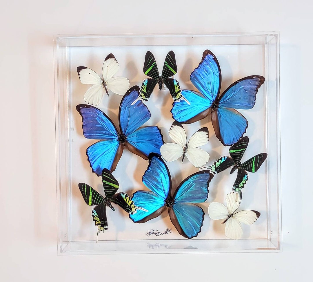 Butterfly Display, Framed Butterflies, Mounted Butterflies, Butterfly ...