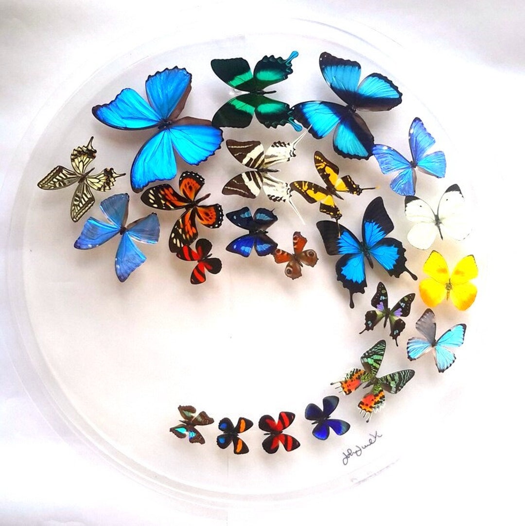 Framed Butterflies, Real Butterfly Gift, Butterfly Artwork, Butterfly ...