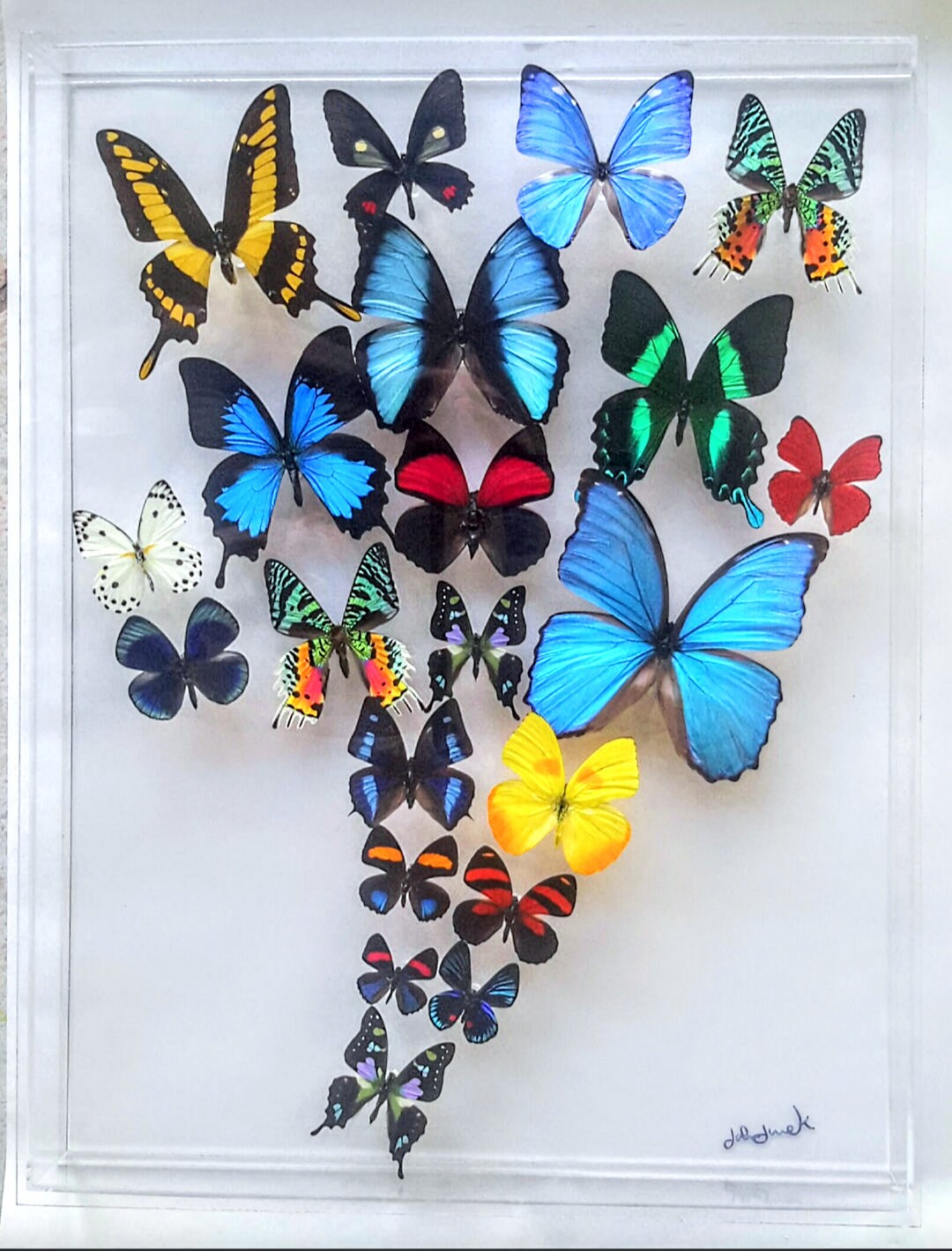 Butterfly Display, Framed Butterflies, Mounted Butterflies, Butterfly ...