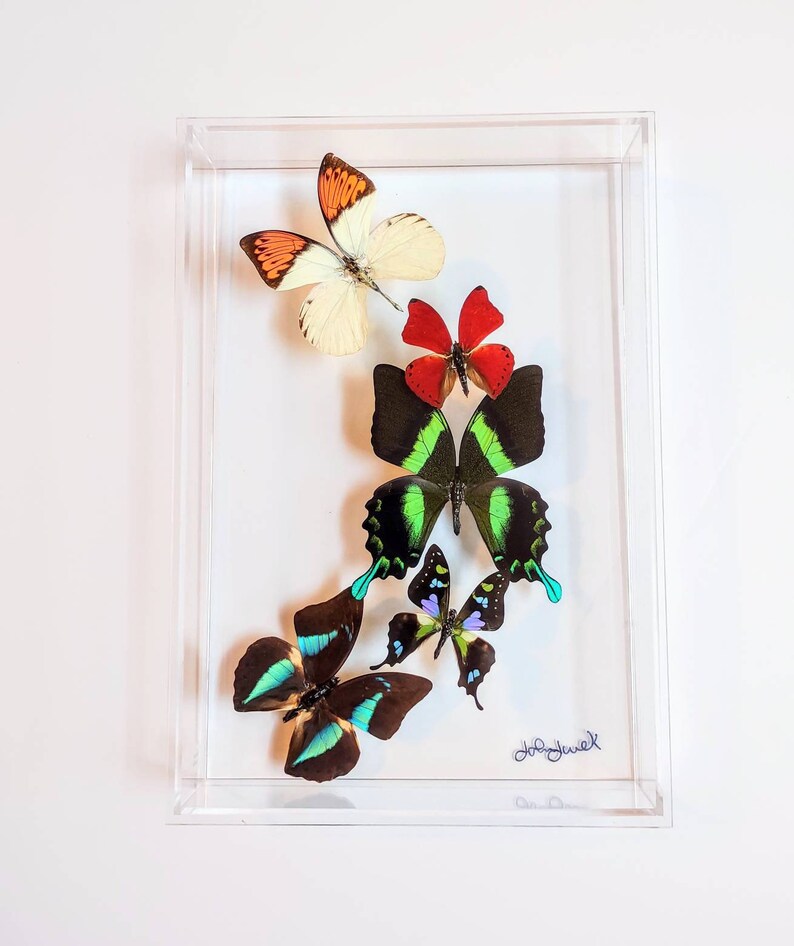 Butterfly Display, Framed Butterflies, Mounted Butterflies, Butterfly ...