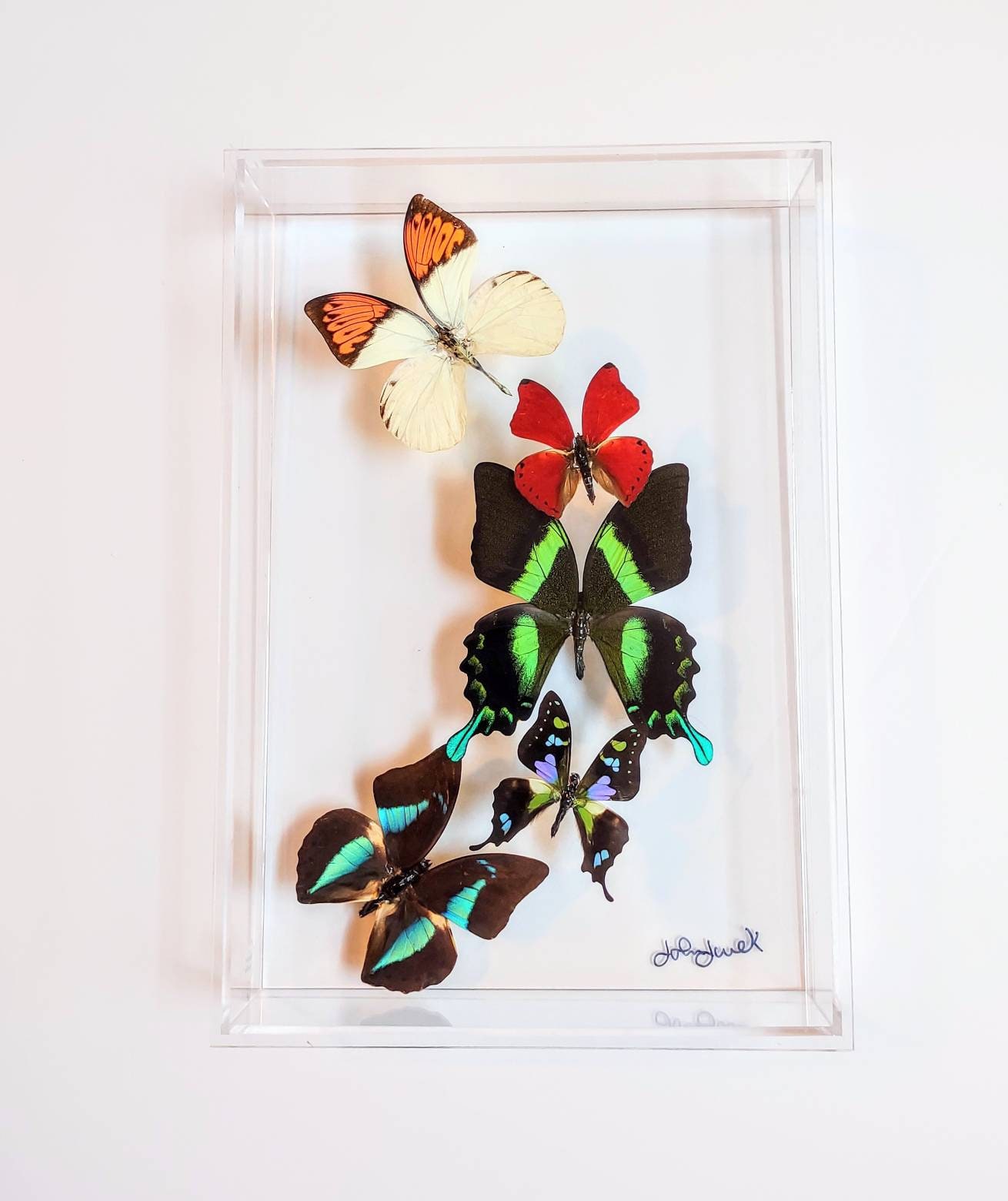 Butterfly Display, Framed Butterflies, Mounted Butterflies, Butterfly ...