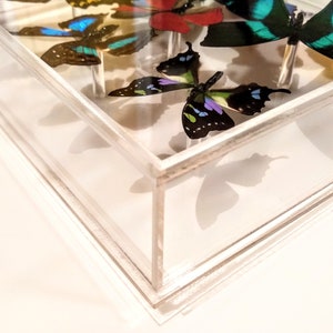 Butterfly Display, Framed Butterflies, Mounted Butterflies, Butterfly ...