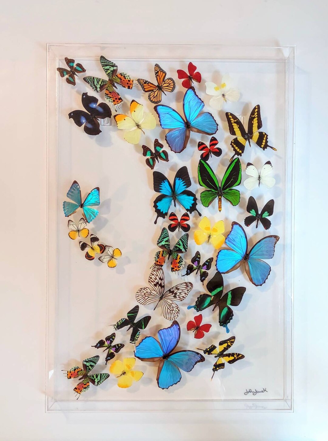20x30 Mounted Butterflies, Real Butterfly, Butterfly Display, Framed ...
