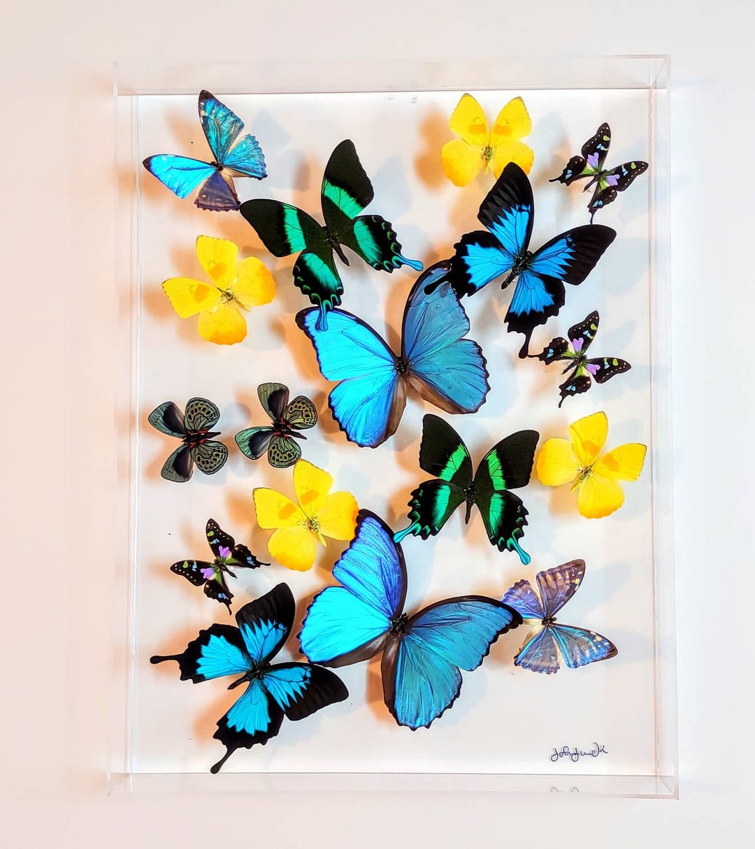 Framed Butterflies, Butterfly Displays, Mounted Butterflies, Butterfly ...