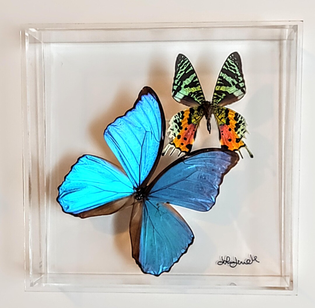 Butterfly Display, Framed Butterflies, Mounted Butterflies, Butterfly ...