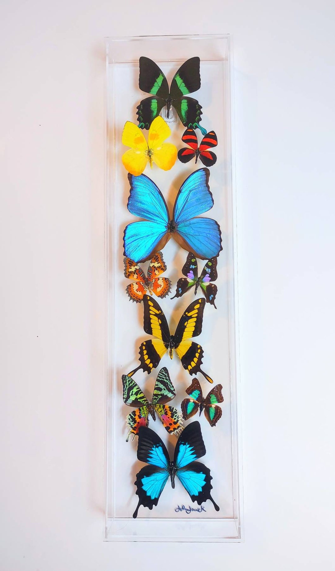 Butterfly Display, Framed Butterflies, Mounted Butterflies, Butterfly ...