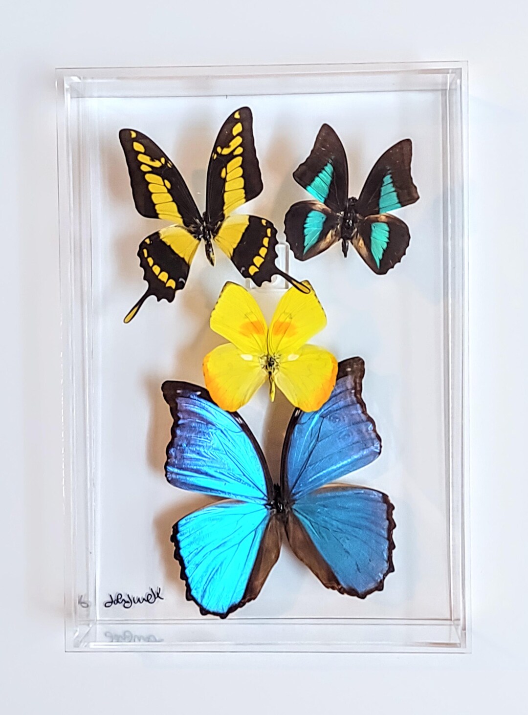 8x12" Butterfly Display, Framed Butterflies, Mounted Butterflies,real ...