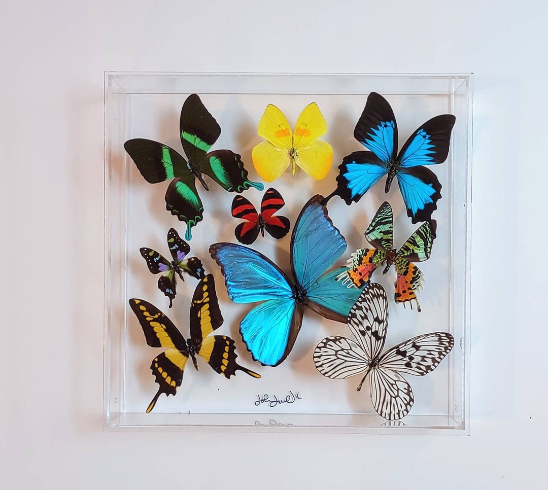 Butterfly Display, Framed Butterflies, Mounted Butterflies, Butterfly ...